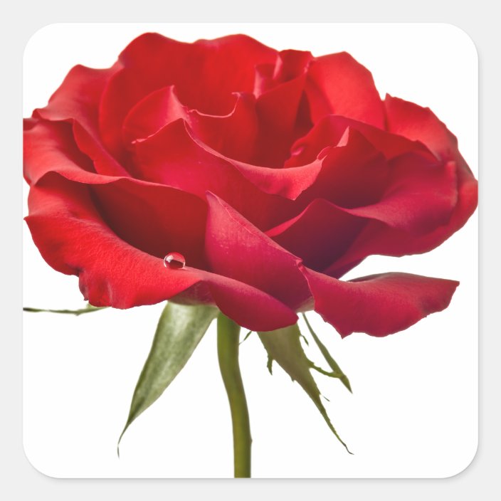 Red Rose - Roses Customized Template Square Sticker | Zazzle.com