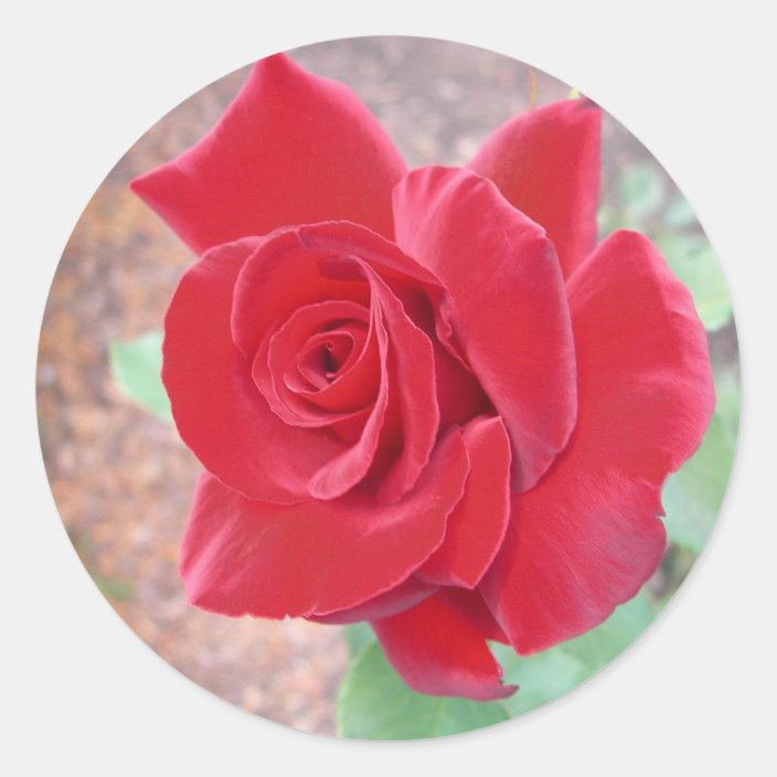 Red rose sticker | Zazzle.com