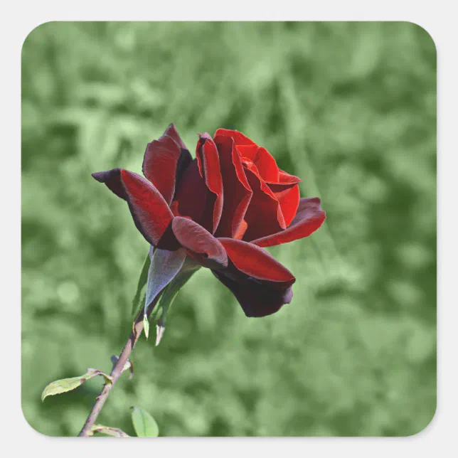 Red Rose Sticker | Zazzle