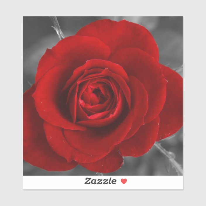 Red Rose Sticker | Zazzle.com