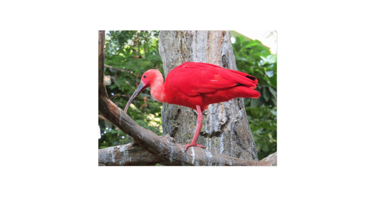 Red Roseate Spoonbill Exotic Bird Postcard | Zazzle.com