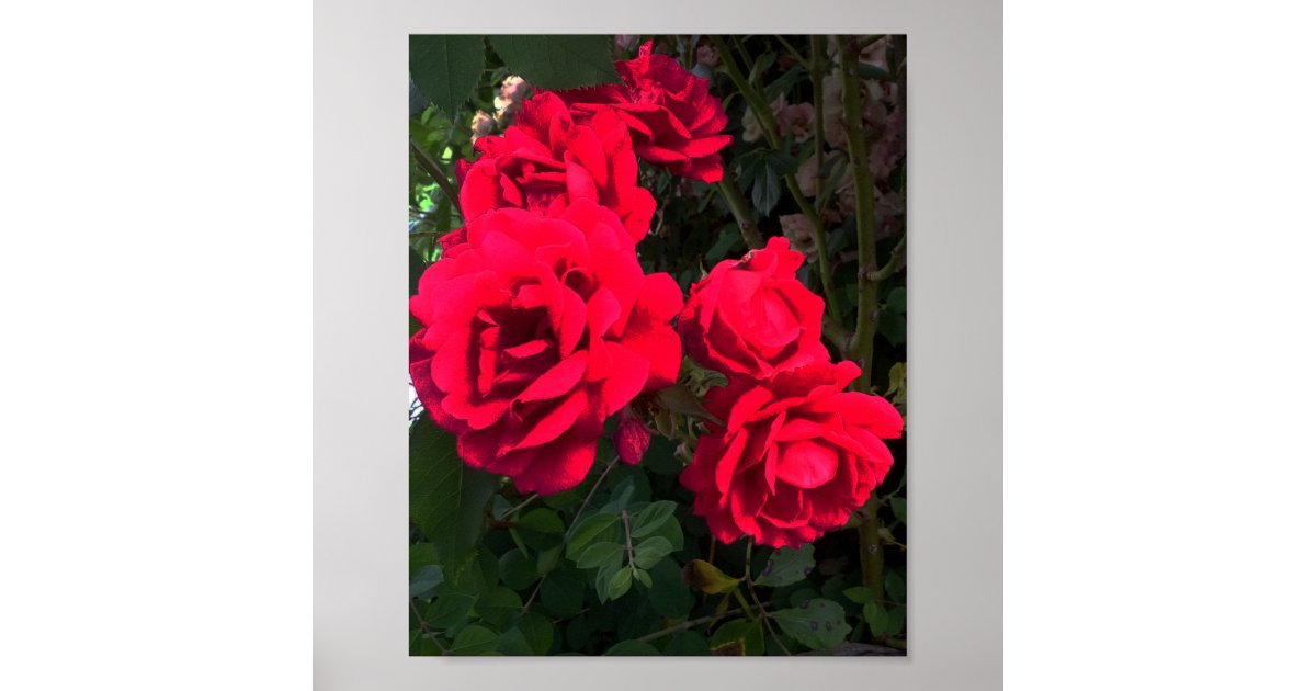 Red Roses Blooming Poster | Zazzle