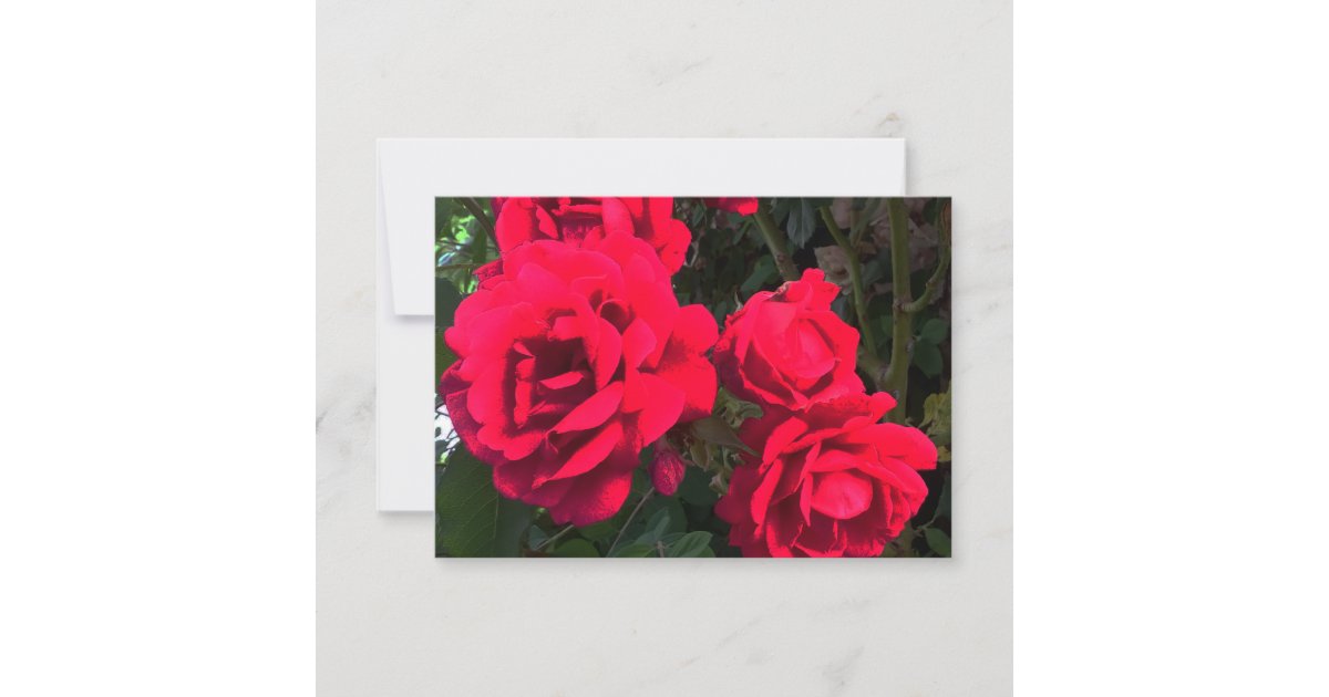 Red Roses Blooming Thank You Card | Zazzle
