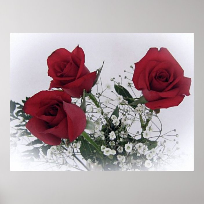 Red Roses Poster | Zazzle.com