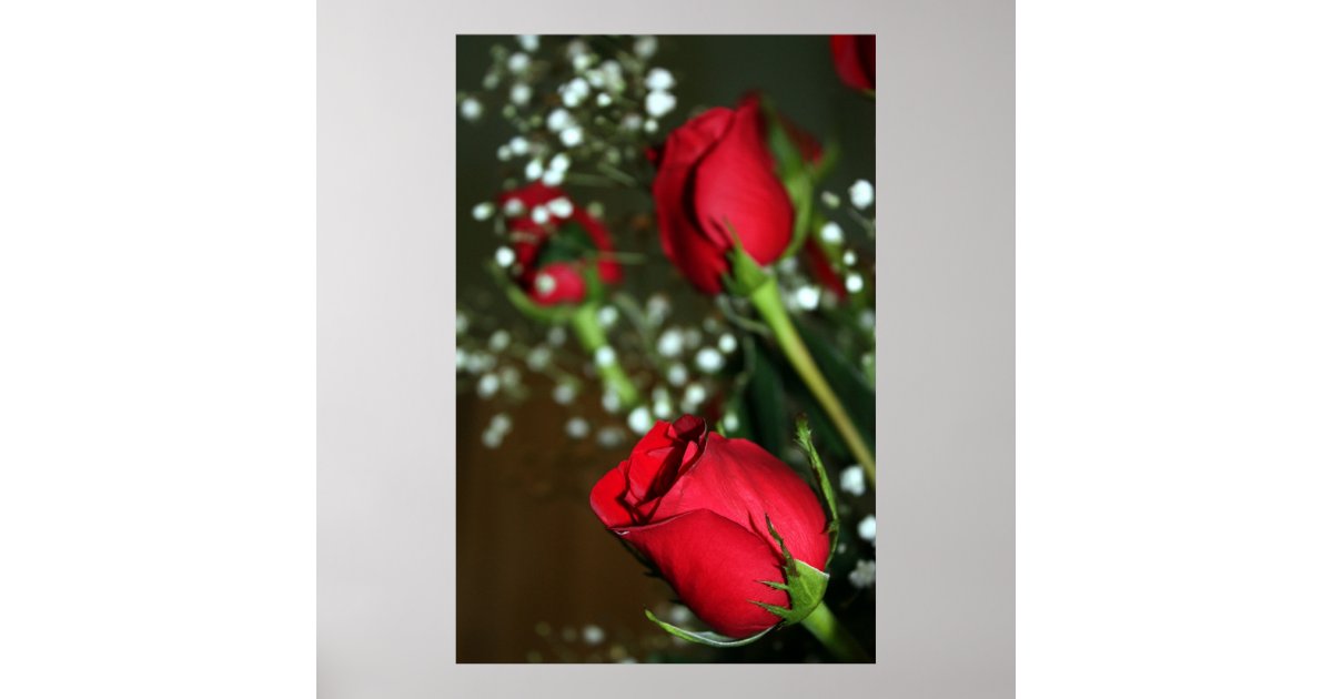 Red Roses Poster | Zazzle