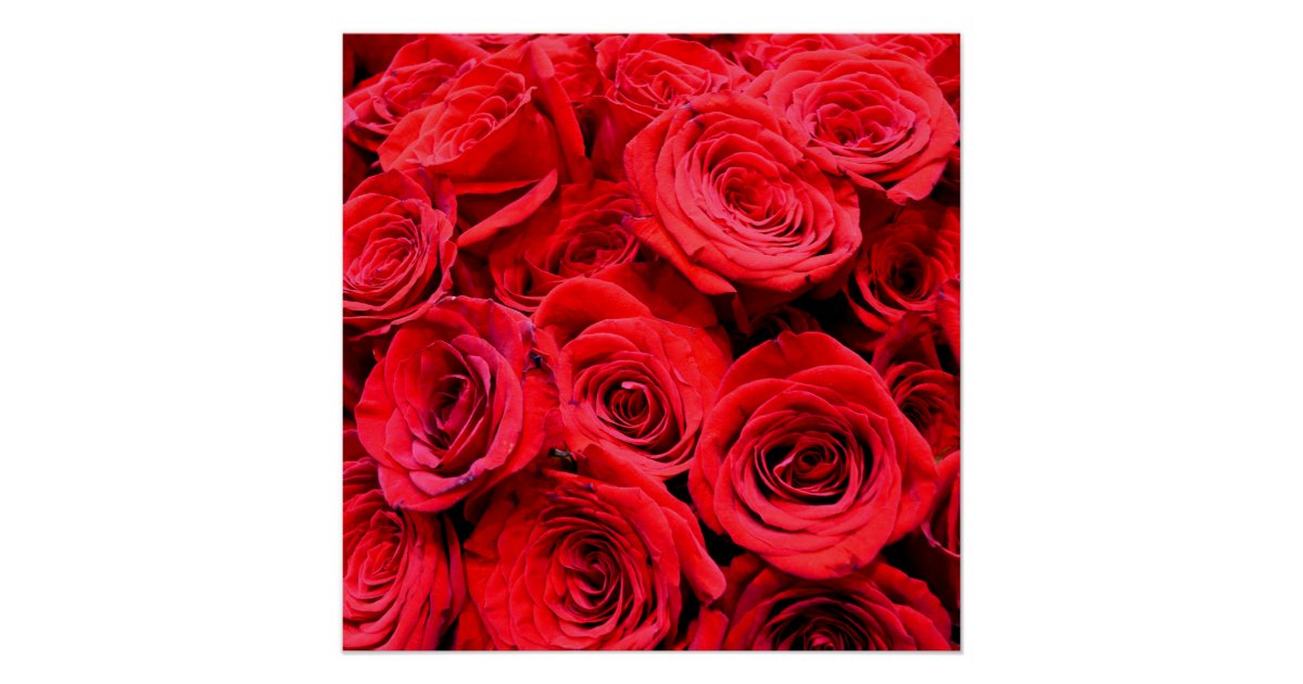 Red Roses Poster | Zazzle