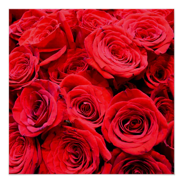 Red Roses Poster | Zazzle