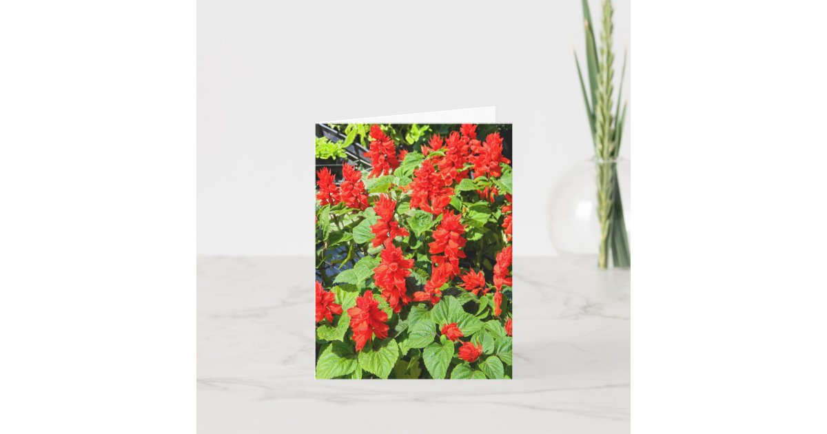 Red Salvia... Card | Zazzle