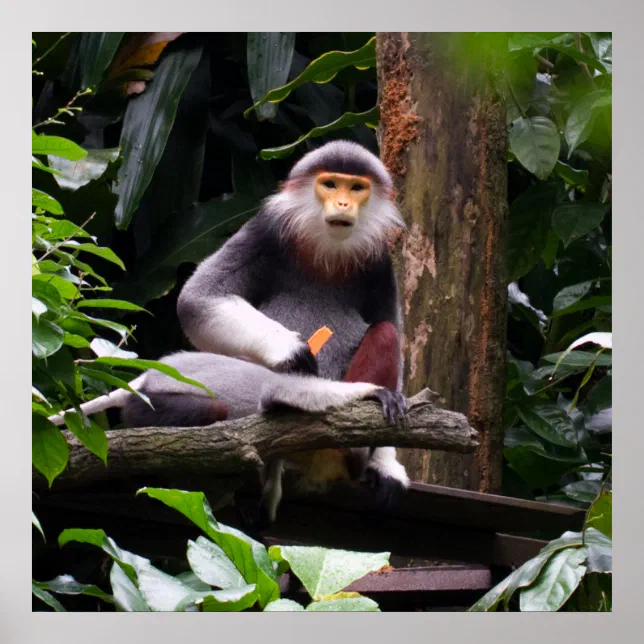 Red Shanked Douc Langur Monkey Poster | Zazzle