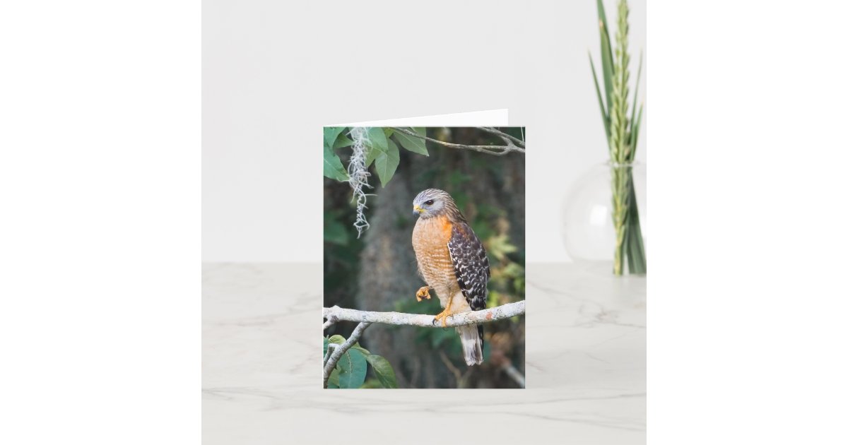 Red Shouldered Hawk Card | Zazzle