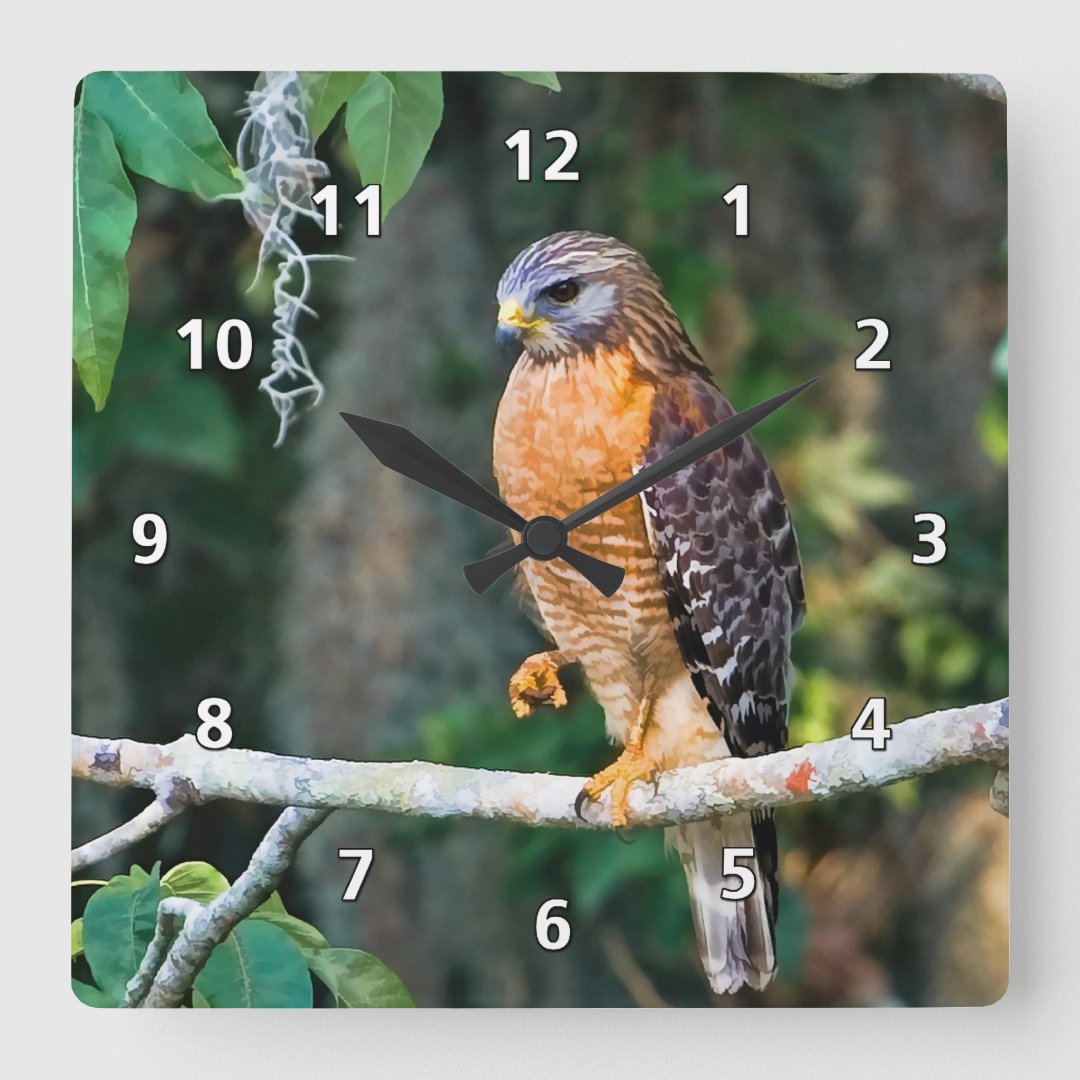 Red-Shouldered Hawk on a Limb Clock | Zazzle