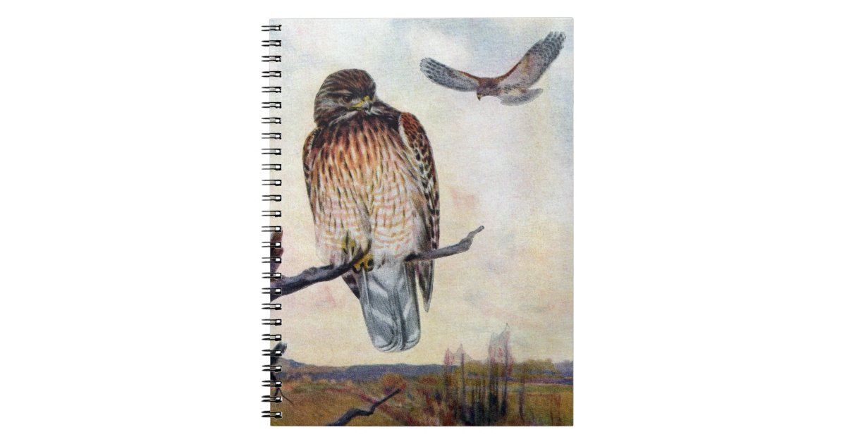 Red-shouldered Hawks Vintage Illustration Notebook | Zazzle