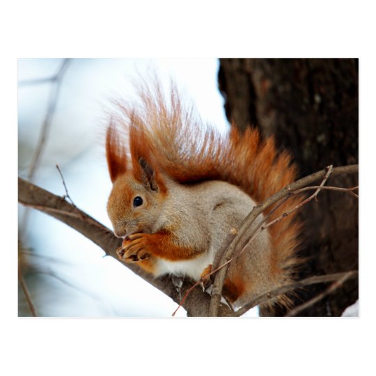 Red Squirrel in Winter Fur Postcard | Zazzle.com