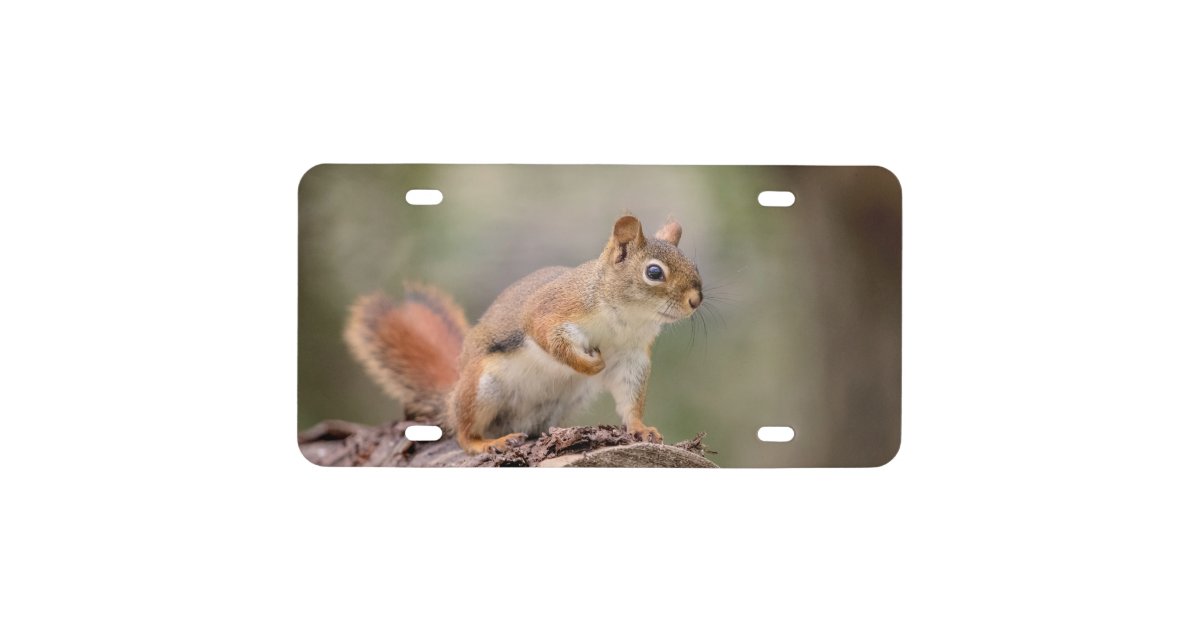 Red Squirrel License Plate | Zazzle