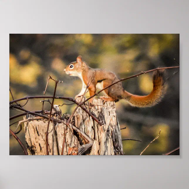 Red Squirrel Nature Wildlife Animals Poster | Zazzle