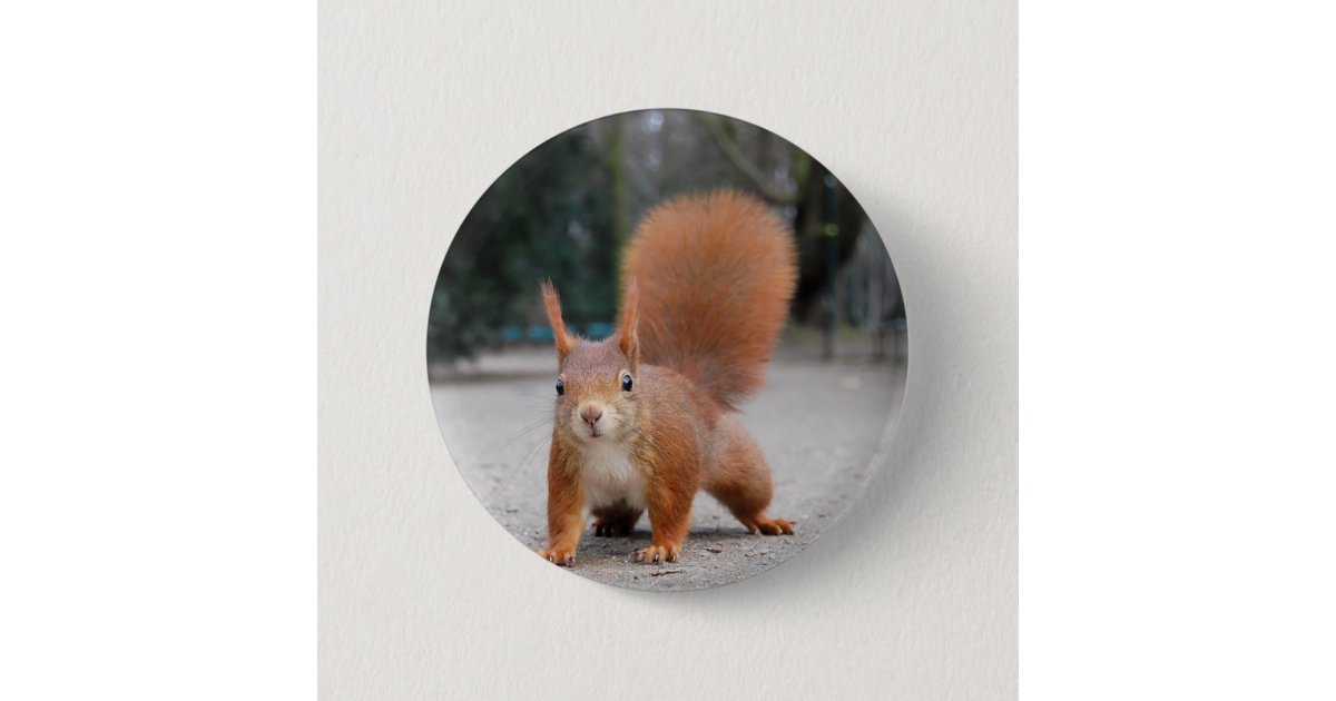 Red Squirrel Pinback Button | Zazzle