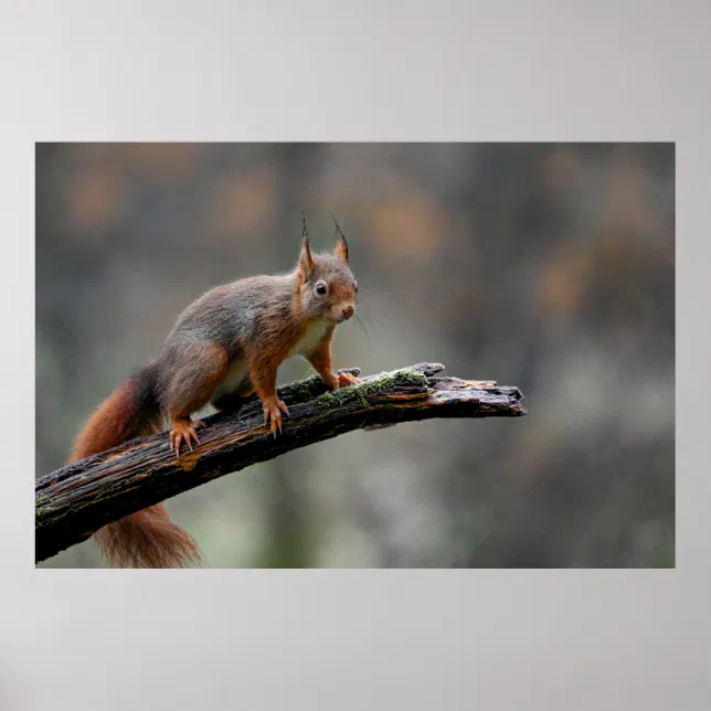 Red Squirrel Poster | Zazzle