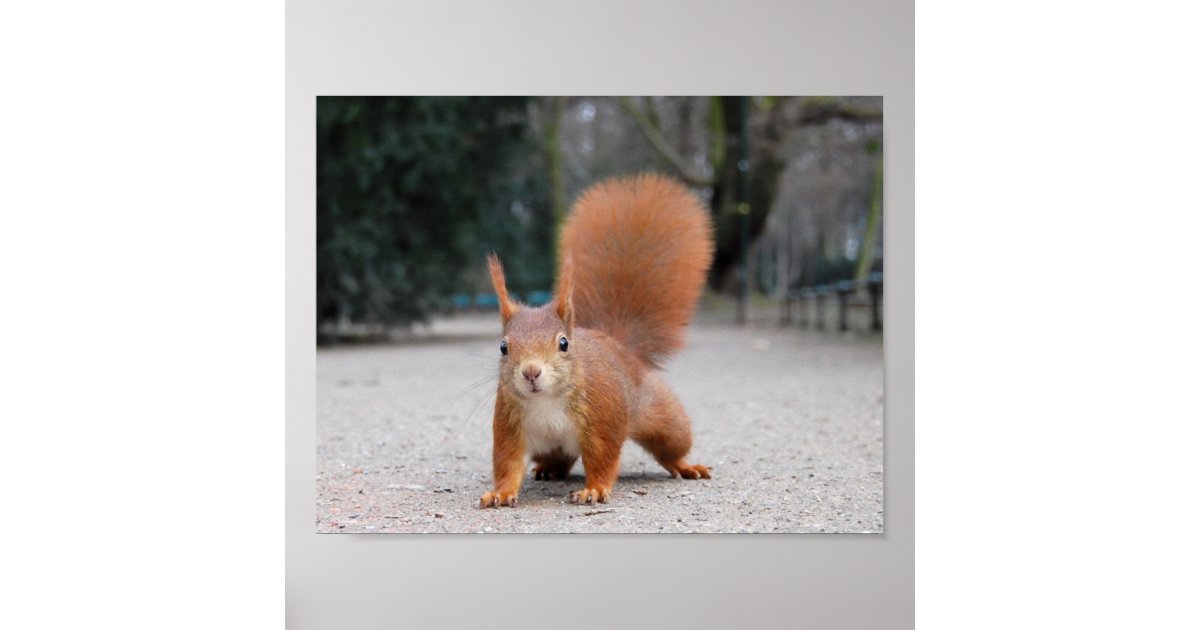 Red Squirrel Poster | Zazzle