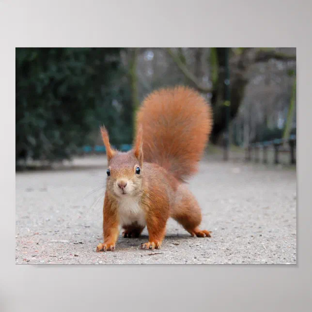 Red Squirrel Poster | Zazzle