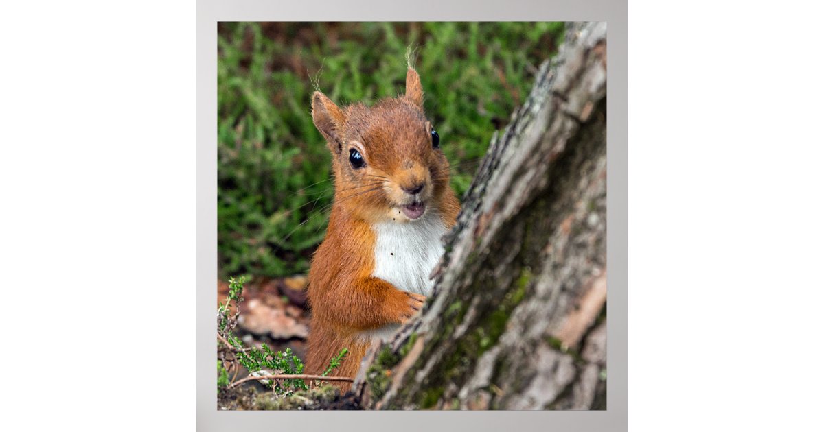 red squirrel wildlife photograph poster | Zazzle