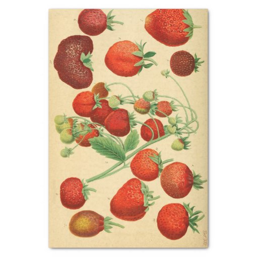 Red Strawberry Ephemera Decoupage Tissue Paper | Zazzle