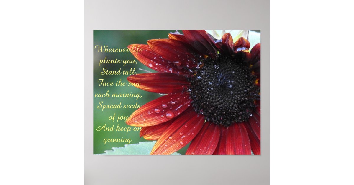 Red Sunflower, Inspirational Advice Poster | Zazzle