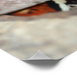 Red Tail Boa Constrictor Poster | Zazzle