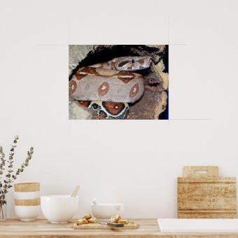Red Tail Boa Constrictor Poster | Zazzle