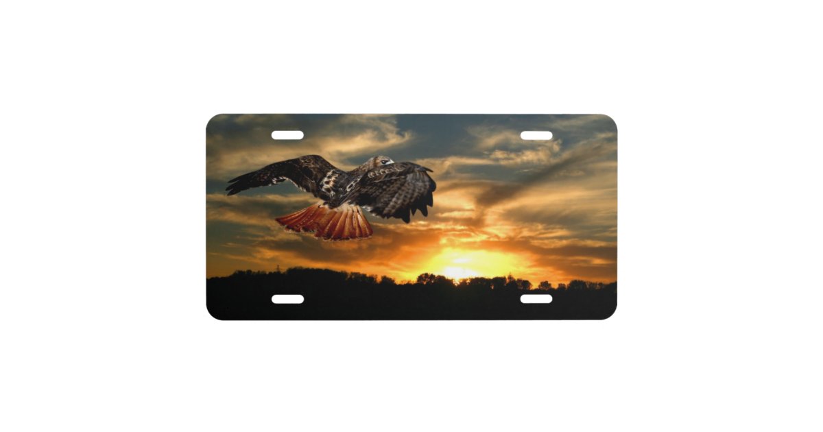 Red tail hawk at sunset license plate | Zazzle
