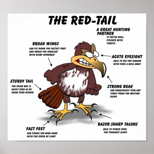 Red-tail Hawk Cartoon Poster | Zazzle.com