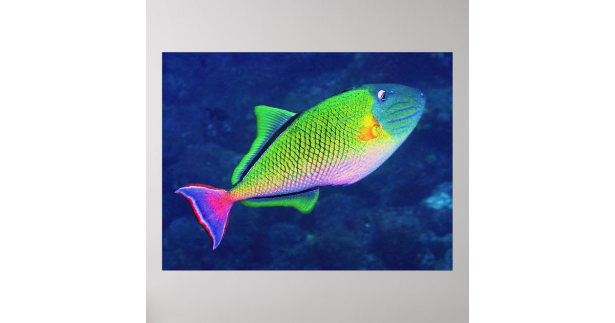 Red Tail Triggerfish Poster | Zazzle