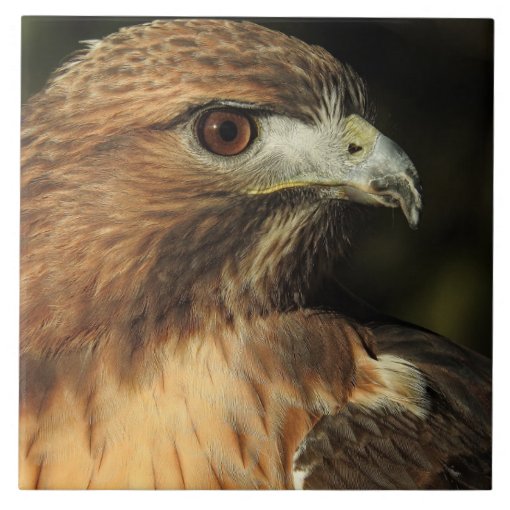 Red Tailed Hawk Ceramic Tile | Zazzle