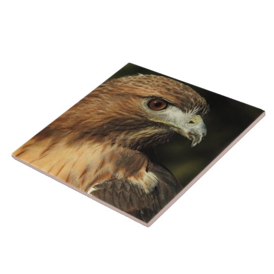 Red Tailed Hawk Ceramic Tile | Zazzle.com