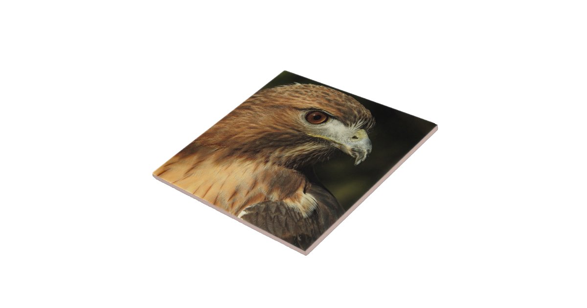 Red Tailed Hawk Ceramic Tile | Zazzle