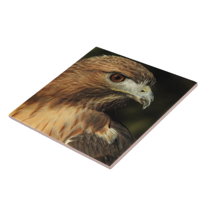Red Tailed Hawk Ceramic Tile | Zazzle.com