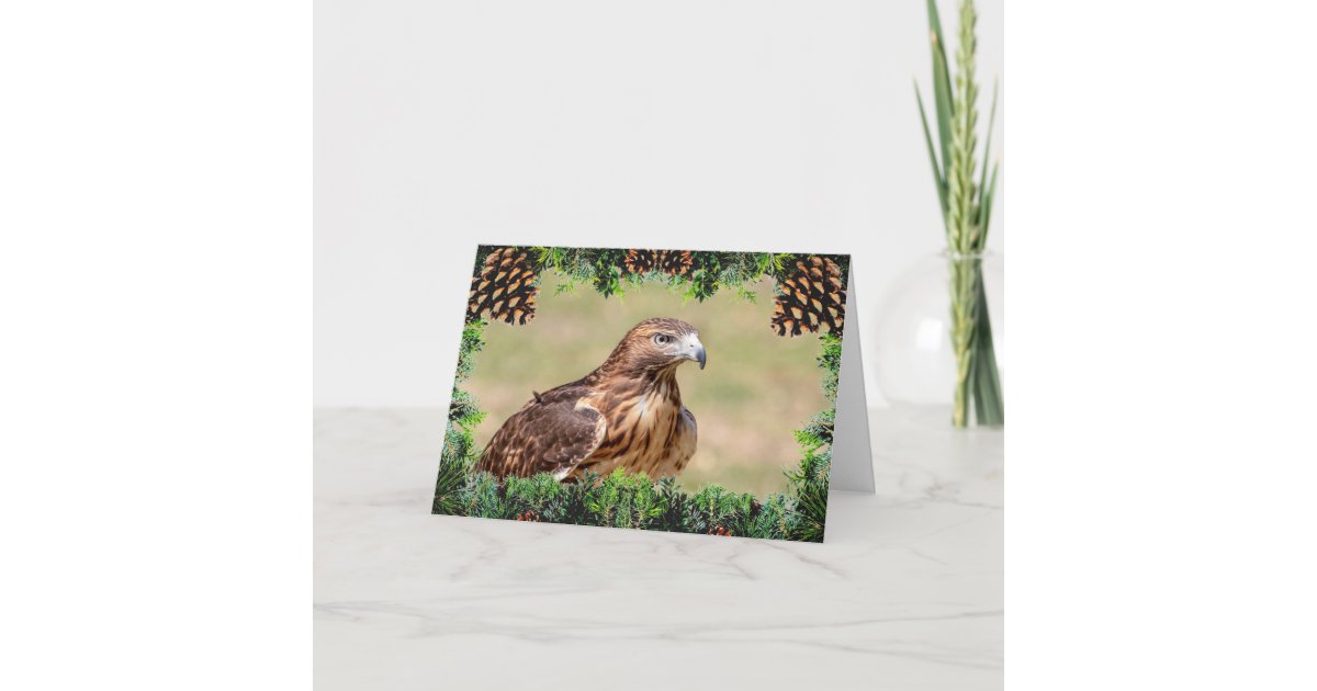 Red-Tailed Hawk Christmas Card | Zazzle