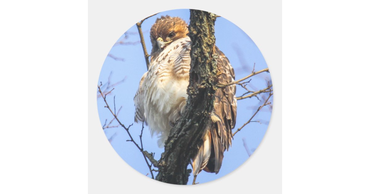 Red-tailed Hawk Classic Round Sticker | Zazzle