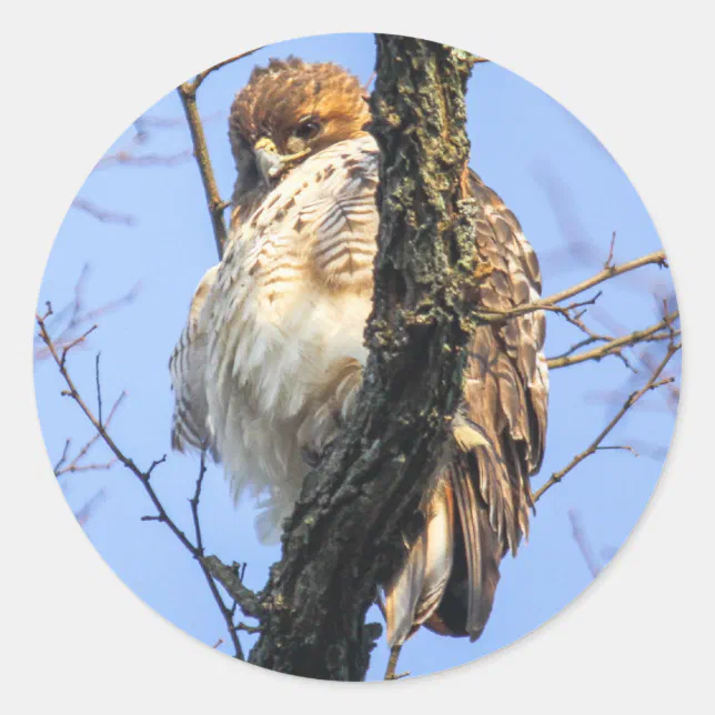 Red-tailed Hawk Classic Round Sticker | Zazzle