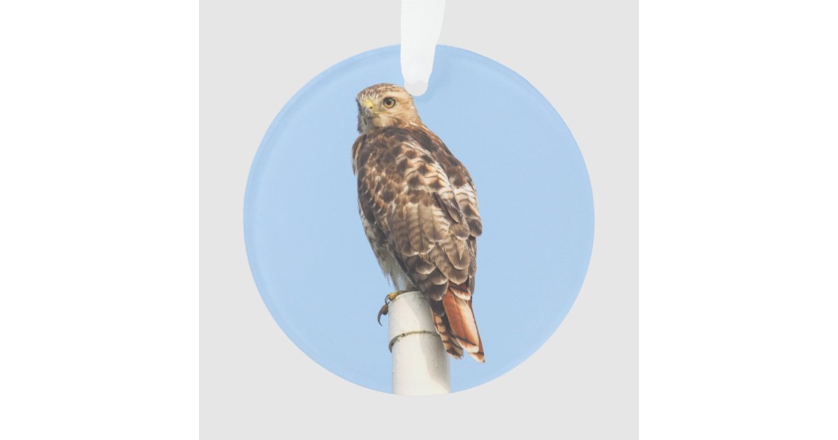 Red-tailed Hawk Ornament | Zazzle