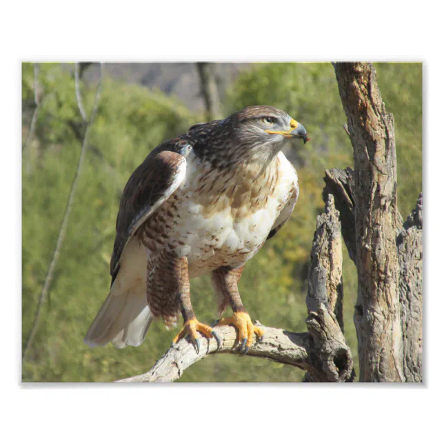 Red Tailed Hawk Photo Print | Zazzle