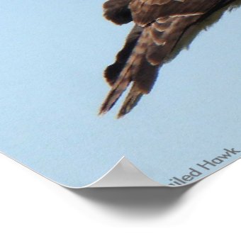 Red-tailed Hawk Poster | Zazzle