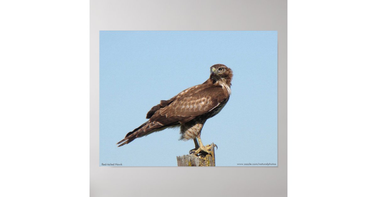 Red-tailed Hawk Poster | Zazzle