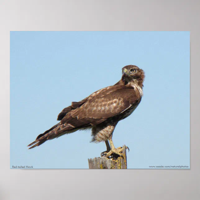 Red-tailed Hawk Poster | Zazzle