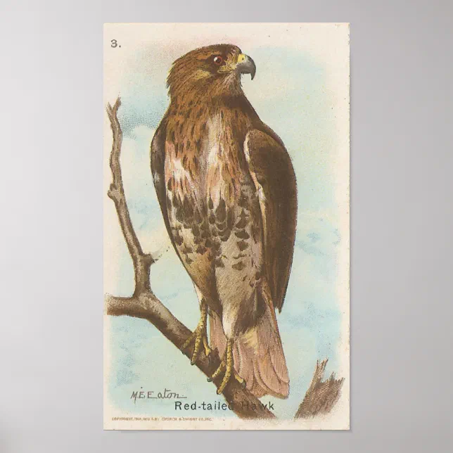 Red-tailed Hawk Poster | Zazzle