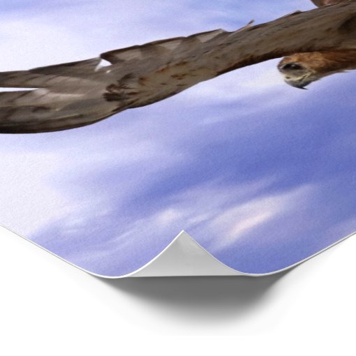 Red tailed hawk poster | Zazzle