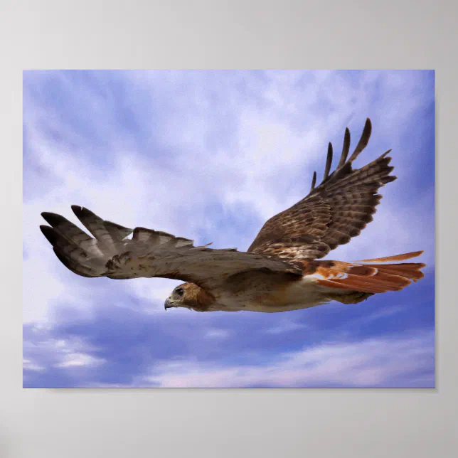 Red tailed hawk poster | Zazzle