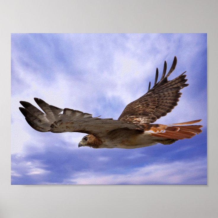 Red tailed hawk poster | Zazzle