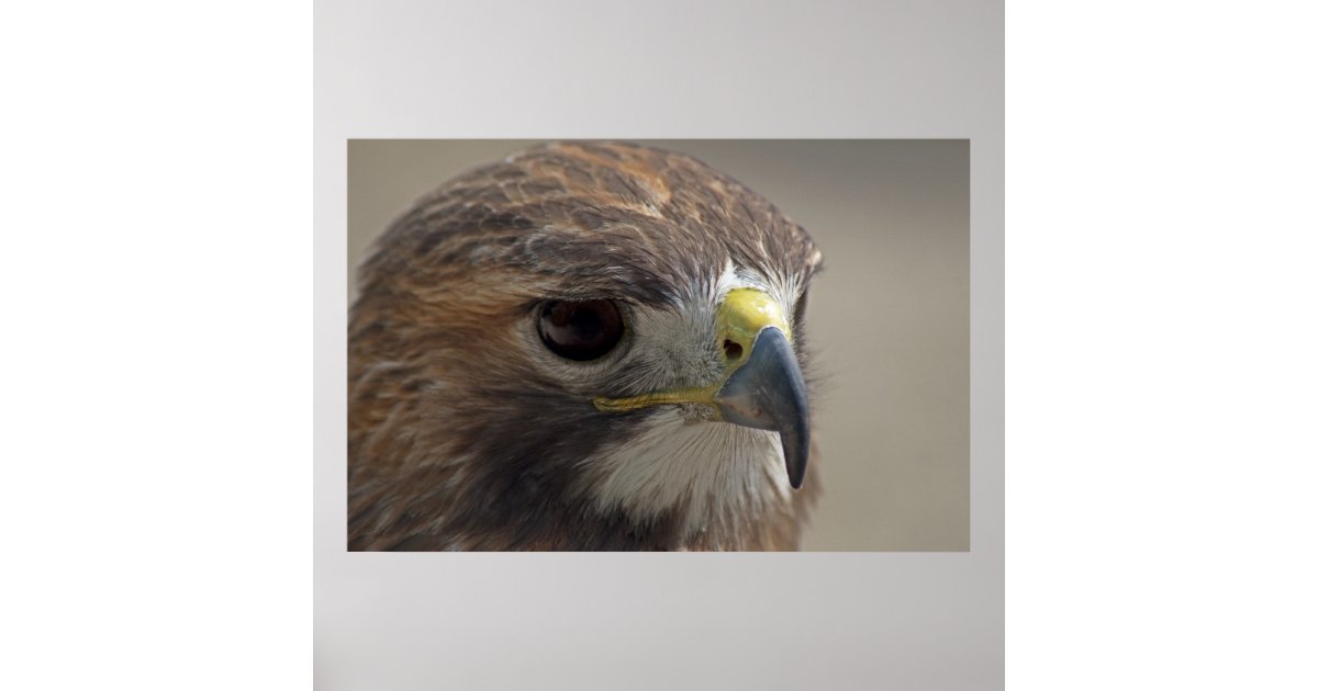 Red-Tailed Hawk Poster | Zazzle