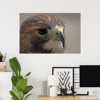 Red-Tailed Hawk Poster | Zazzle