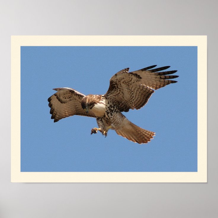 Red Tailed Hawk Print | Zazzle